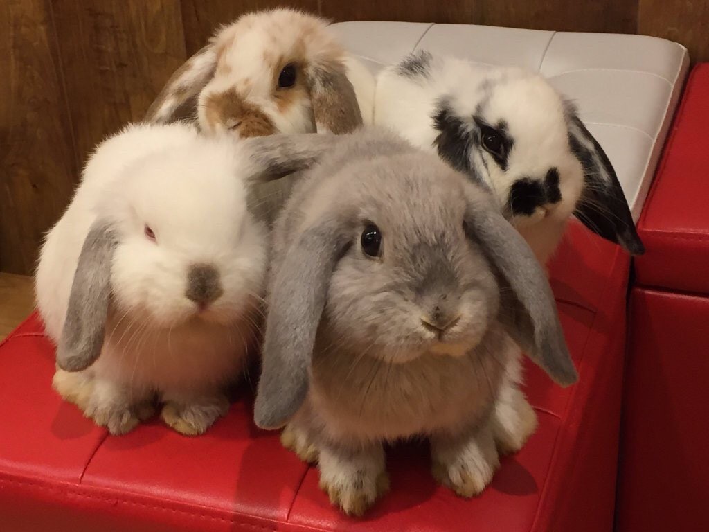 MOFF REEL [Rabbit Cafe] ~Akihabara~ - Cool Japan@City